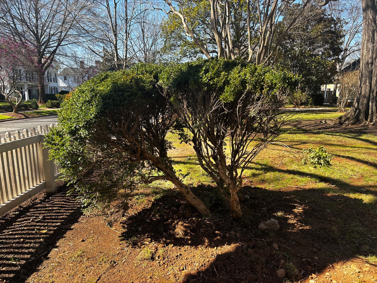 Hall House Boxwood Pens - Historic Salisbury Foundation